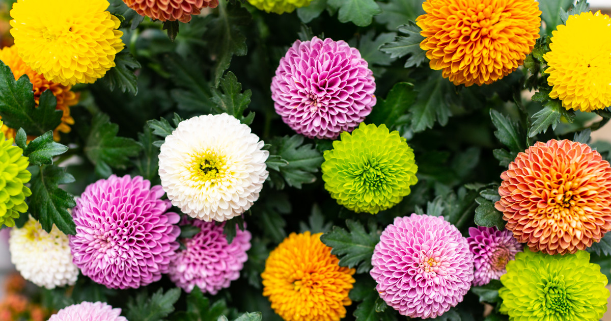 How to Grow Chrysanthemums - Dengarden
