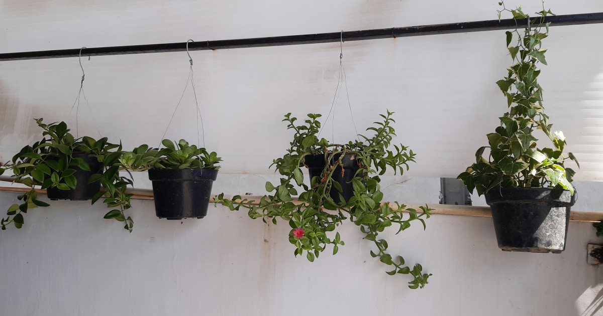 Upgrade Your Plant Hangers With This Brilliant DIY Hack - Dengarden
