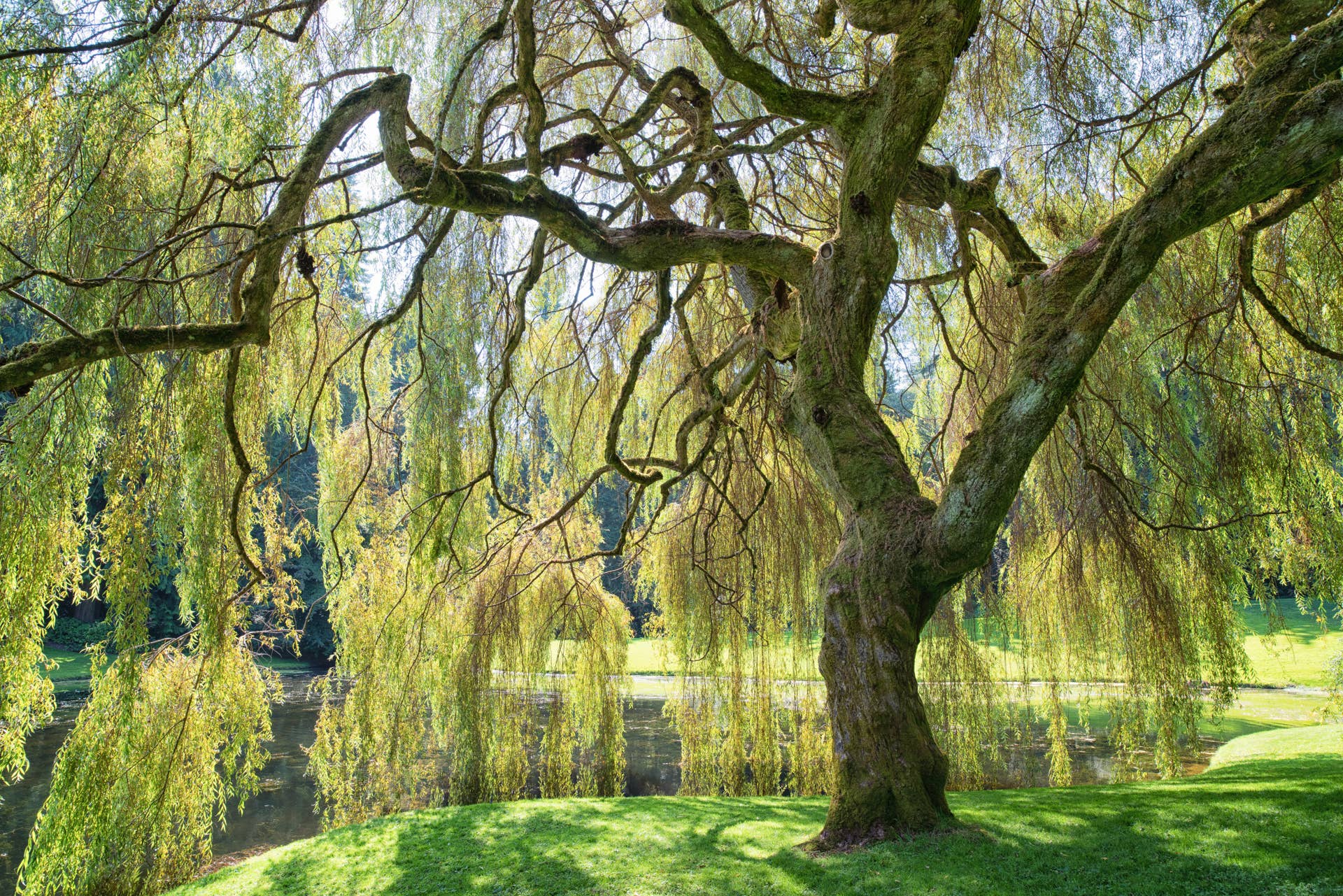 How to Grow Willow from Cuttings - Dengarden