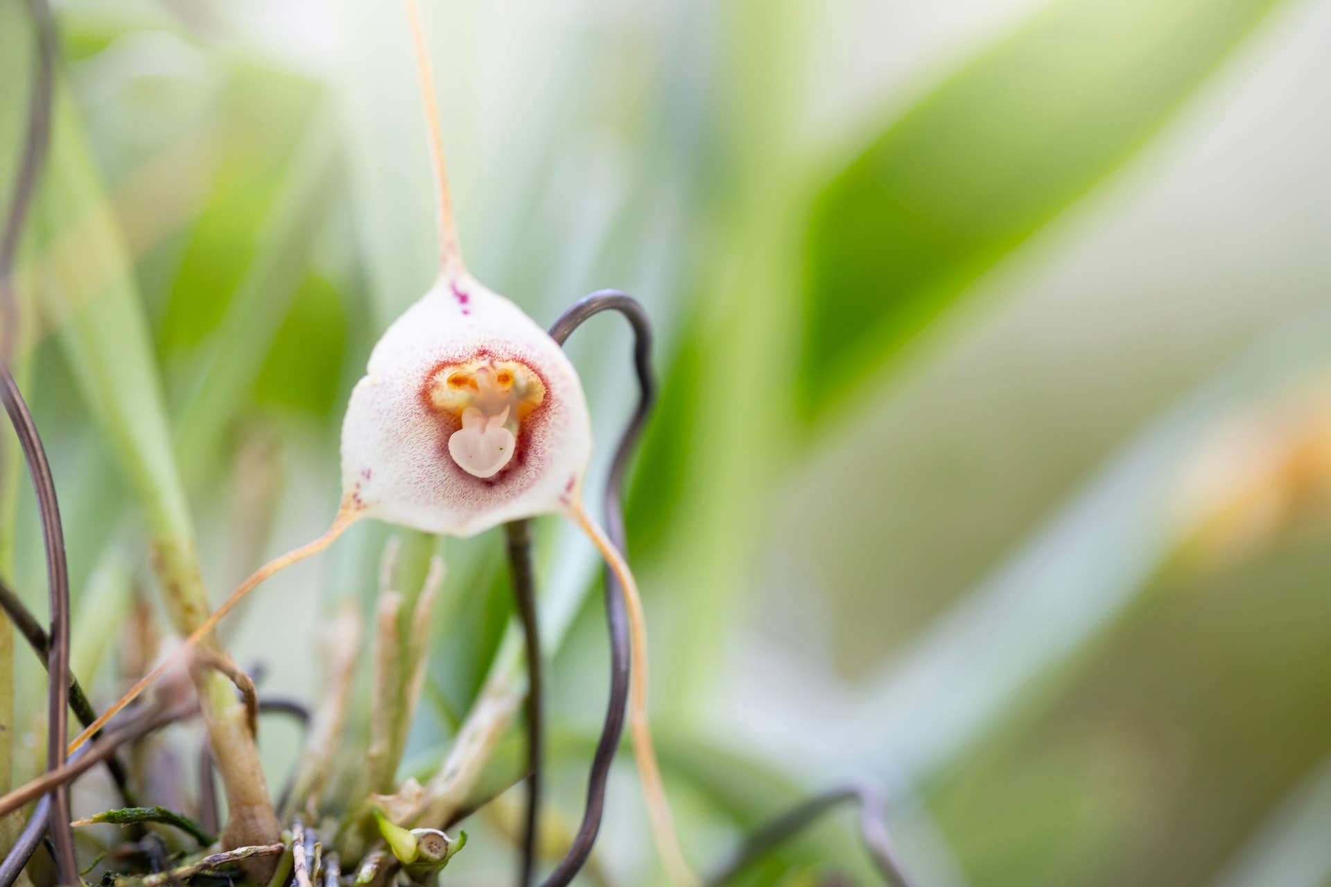 What Is a Monkey Face Orchid? - Dengarden