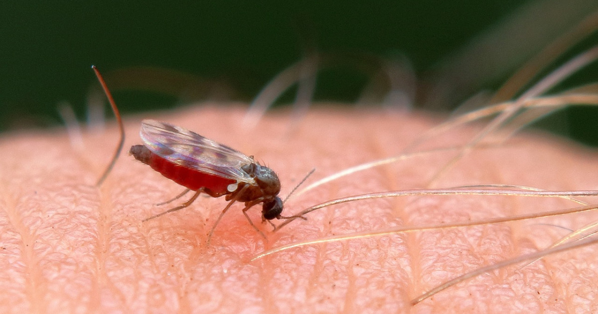 What Are “No-See-Ums,” And How Do I Stop Them? - Dengarden