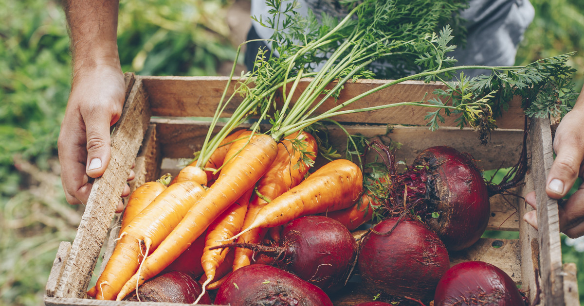 How To Store Root Vegetables Through the Winter - Dengarden