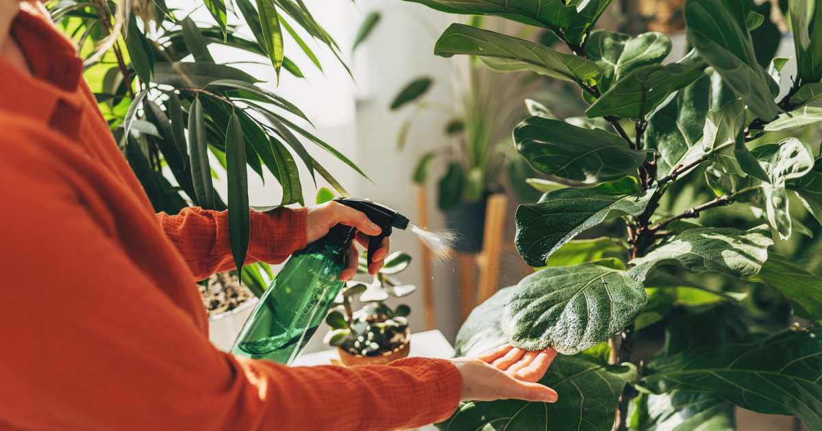 How To Water Houseplants - Dengarden