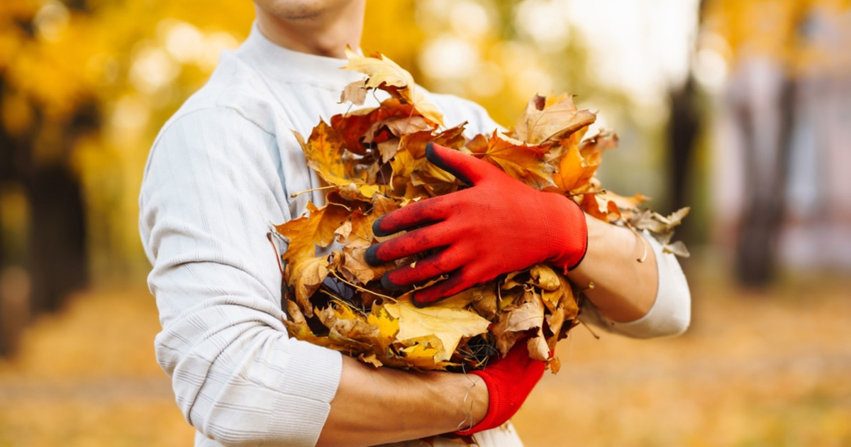 How to Preserve Real Leaves for Stunning Fall Decor - Dengarden