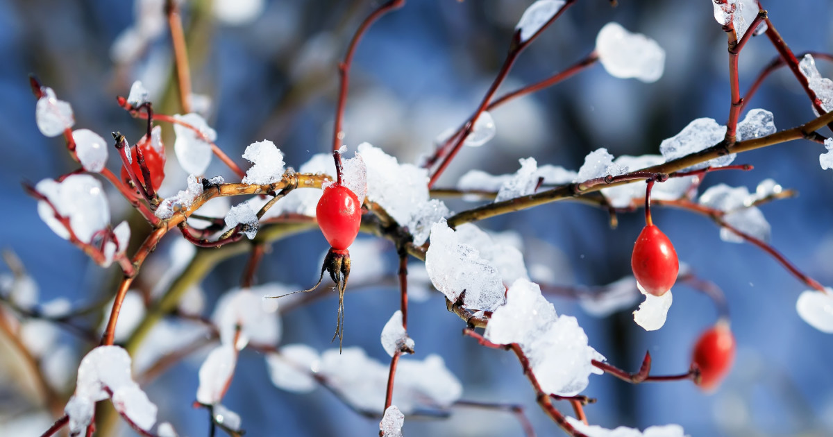 How to Winterize Rose Bushes - Dengarden
