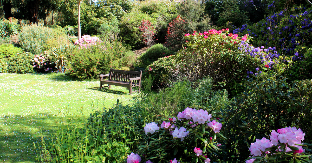 The Best Evergreens to Plant in Fall - Dengarden