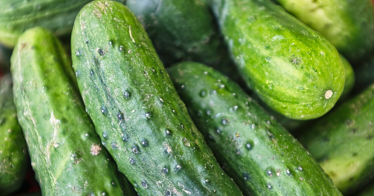 How to Grow Cucumber in Your Garden - Dengarden