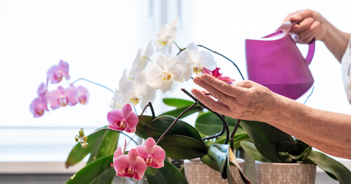 How Often Should You Water Orchids? Top Tips From Experts - Dengarden