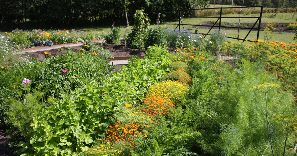 4 Easy Ways to Get Free Seeds for Your Garden - Dengarden