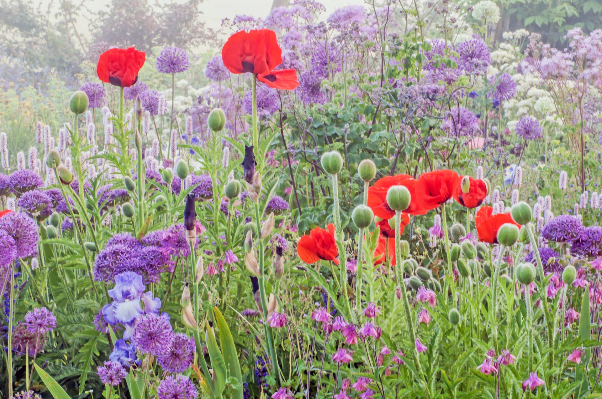 9 Wildflowers You Can Grow From Seed in January - Dengarden