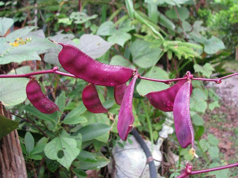 How to Grow Lablab (Hyacinth Bean) - Dengarden