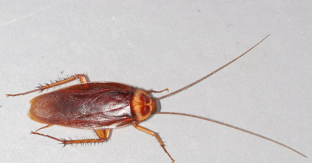 10 Ways to Keep Roaches Out of the House - Dengarden
