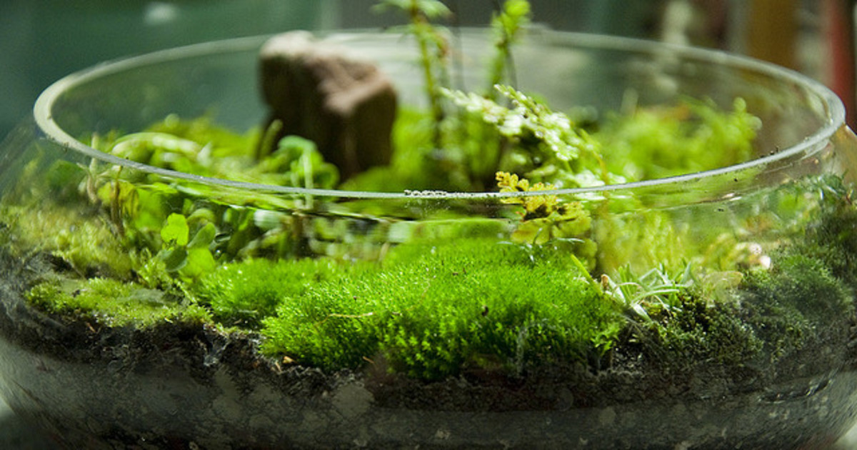 How to Grow and Keep Moss Alive - Dengarden