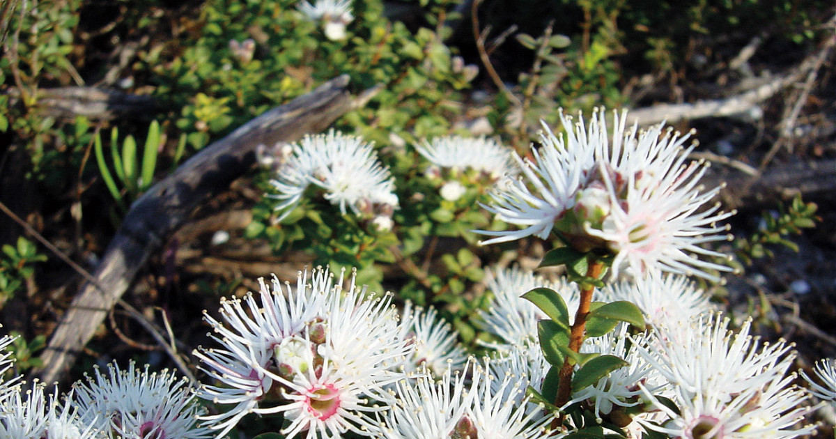 Muntries ("Kunzea pomifera"): Australian Native Plant Profile - Dengarden