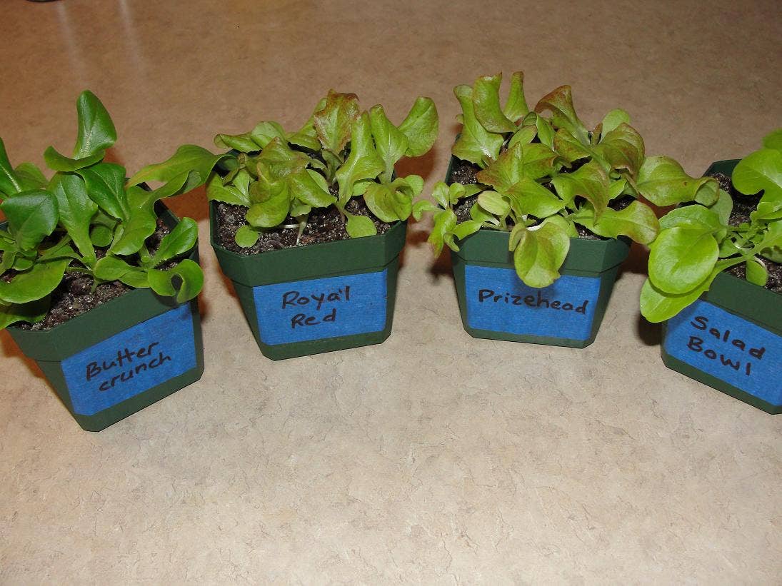 The Best Cheap Seed-Starting Supplies - Dengarden
