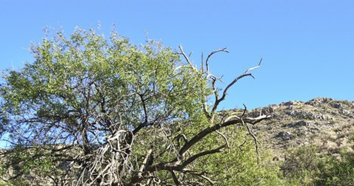 All About Mesquite or Devil Trees - Dengarden