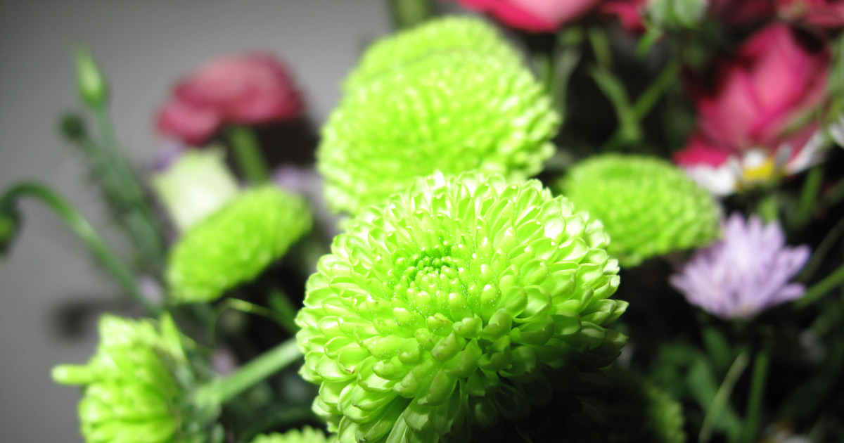 Green Flowers for Gardens and Arrangements - Dengarden