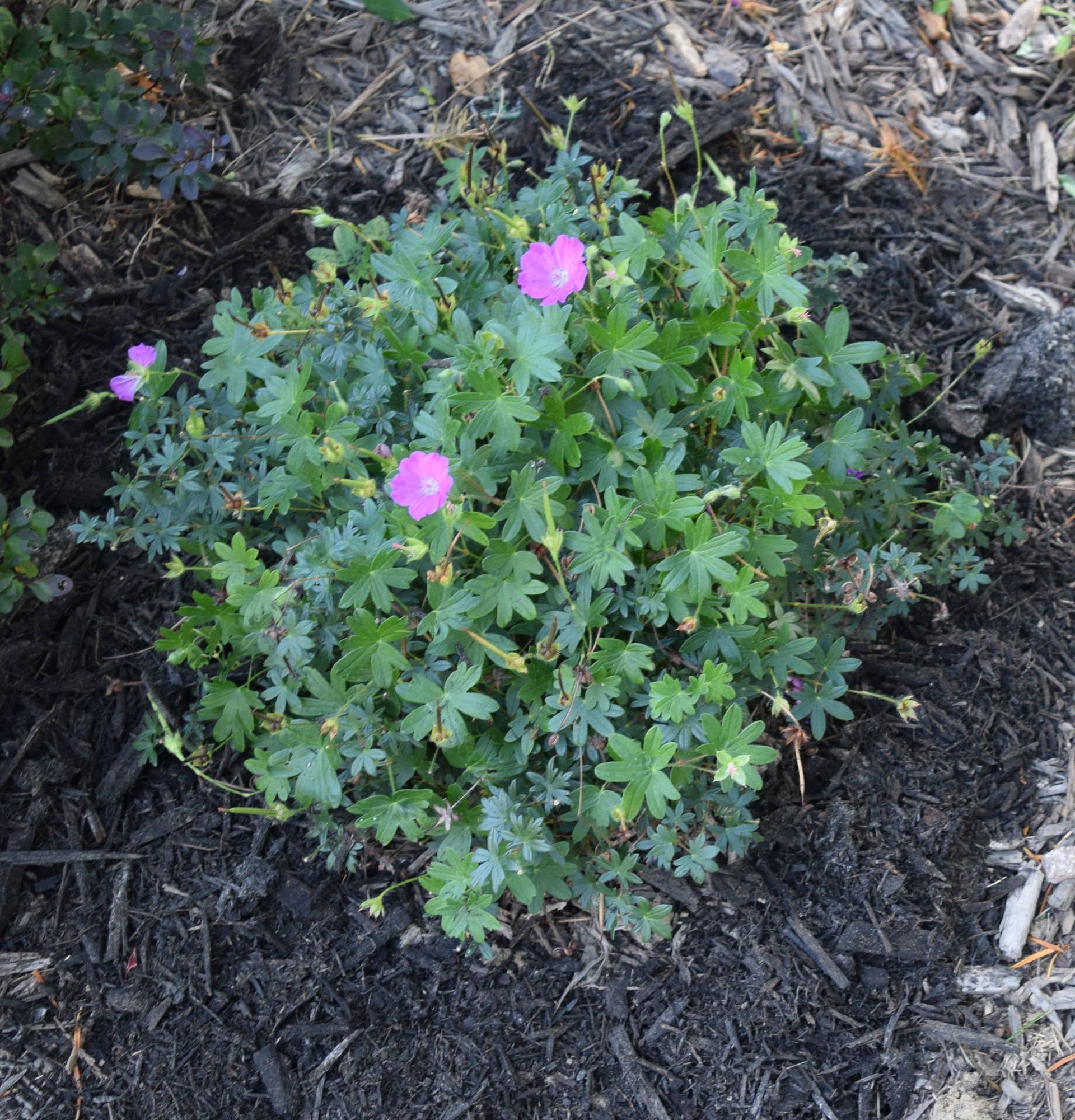 Mulch vs. Ground Cover: Which Should I Use? - Dengarden