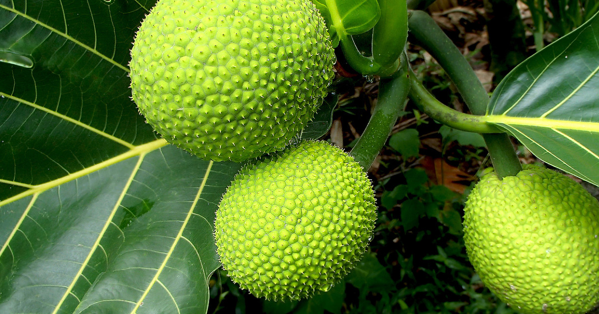 'Ulu Breadfruit: Facts and Culinary Uses - Dengarden