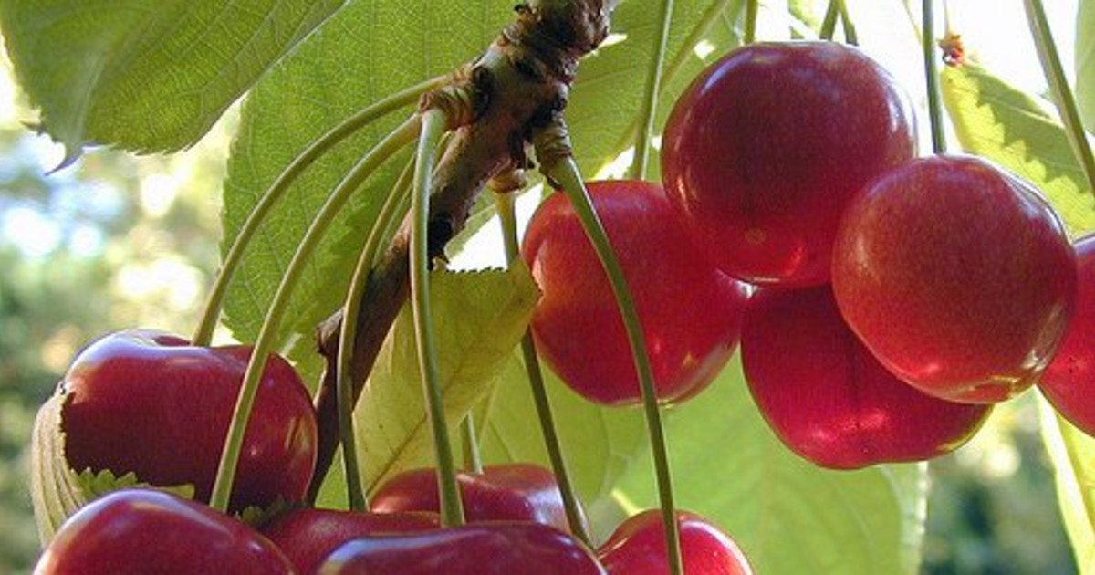 How to Grow Cherry Trees in Pots - Dengarden