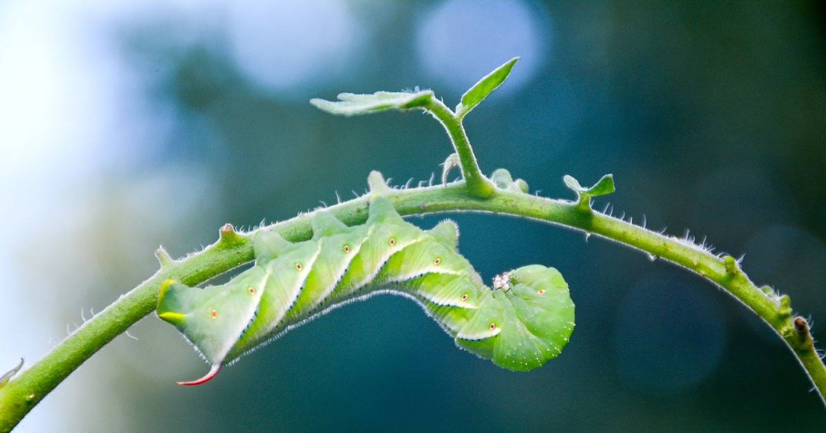 The Tomato Hornworm Caterpillar: Identification and Control - Dengarden