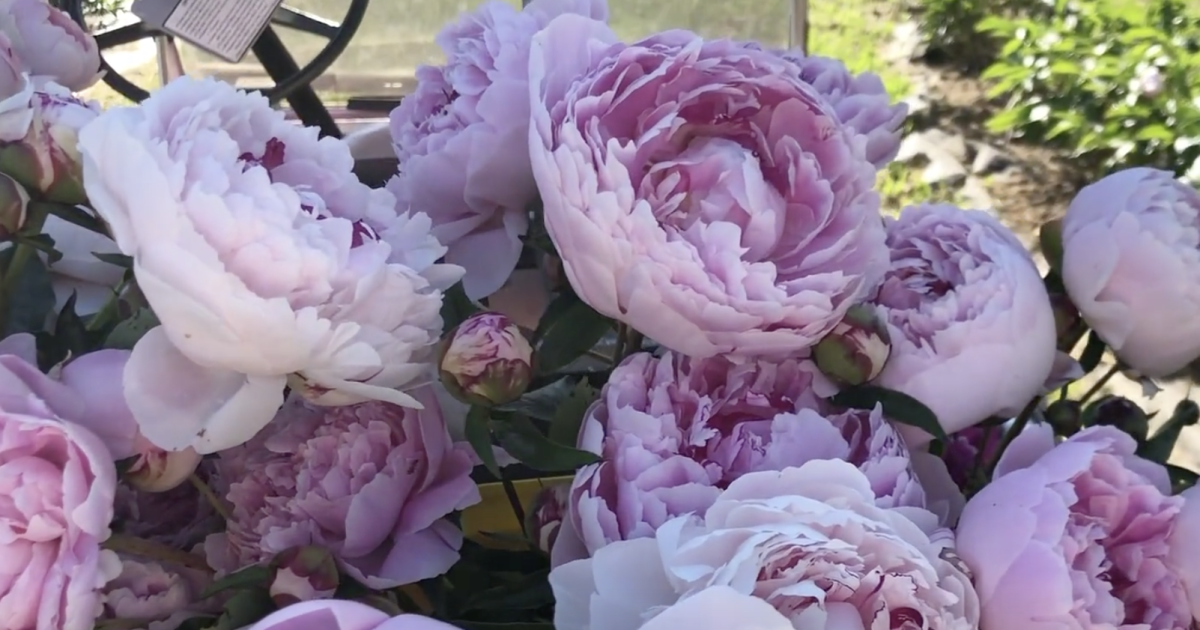 How to Plant Peonies: A Step-by-Step Guide - Dengarden