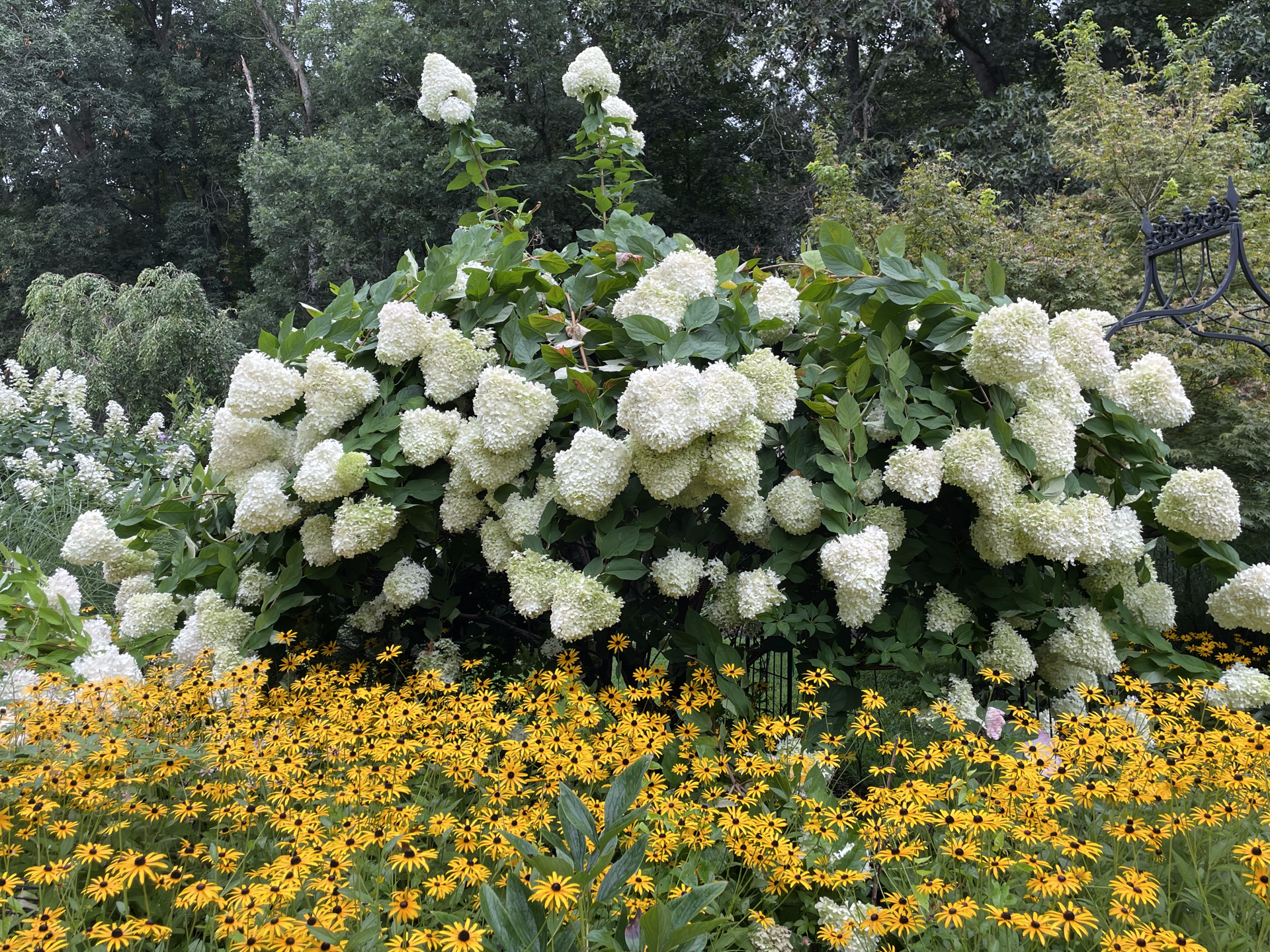 How to Plant Hydrangeas in the Ground (Easy Step-By-Step Guide) - Dengarden