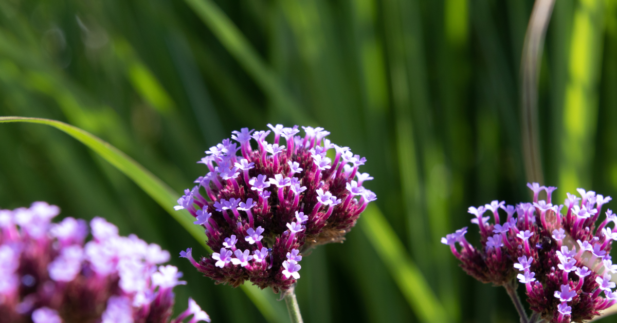 Verbena Types, Care, and Propagation - Dengarden