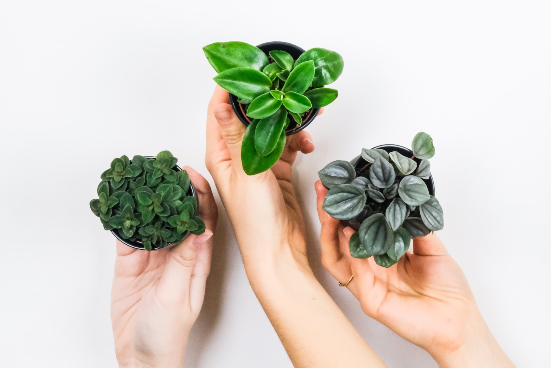 How to Choose the Best Houseplants for Beginners - Dengarden