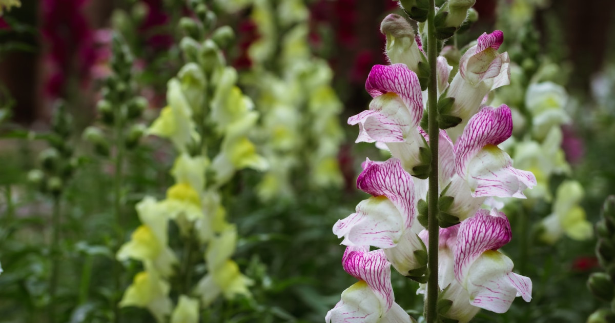 Why Do Snapdragons Come Back Each Year in Different Colors? - Dengarden