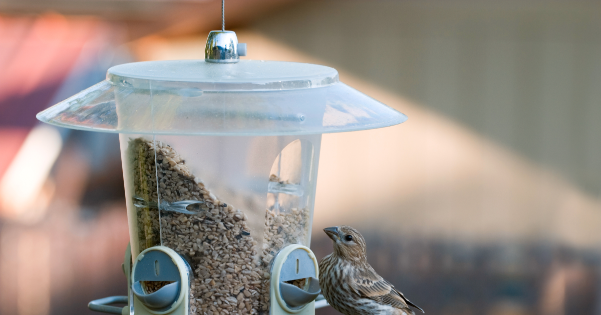 How Do I Make My Bird Food Last Longer? - Dengarden