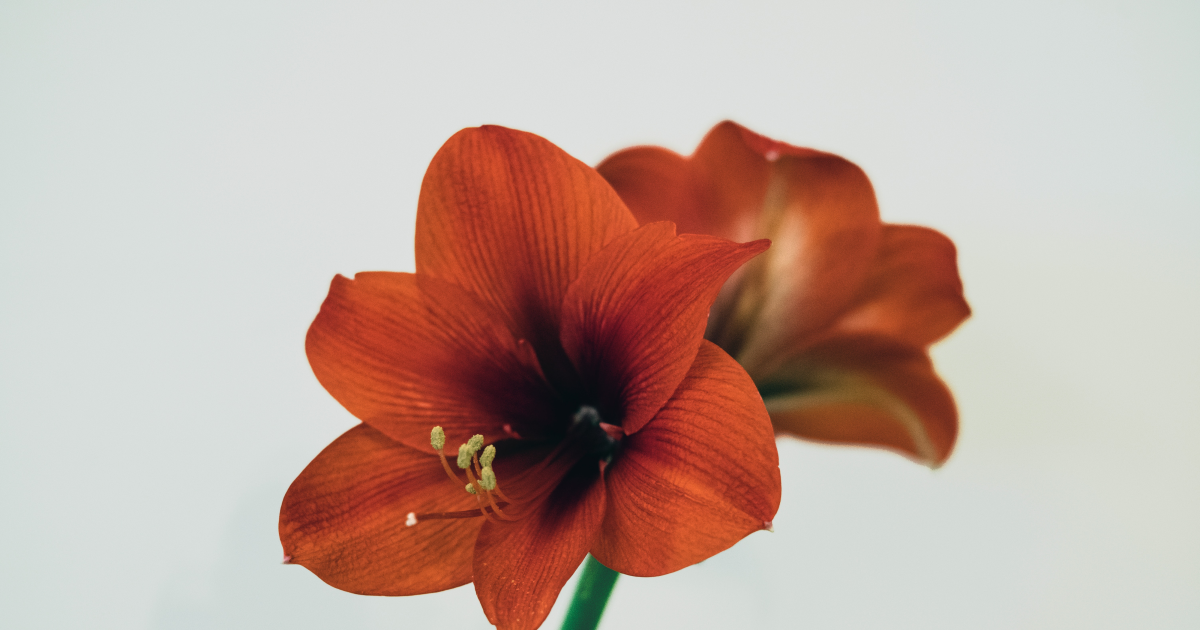 Amaryllis or Hippeastrum: How to Grow and Bloom Again - Dengarden