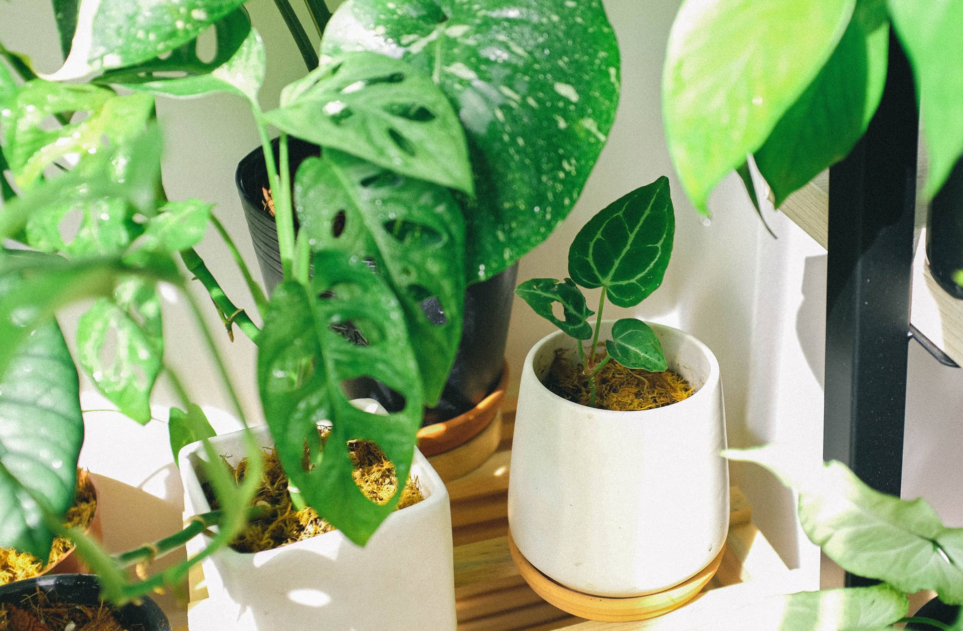 How to Grow Free Plants From Easy Cuttings: Snip and Stick - Dengarden