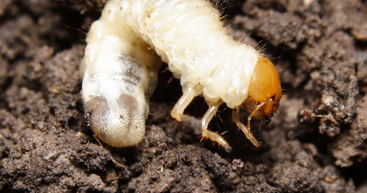 Lawn Grubs: How to Identify, Get Rid of, and Prevent Them - Dengarden