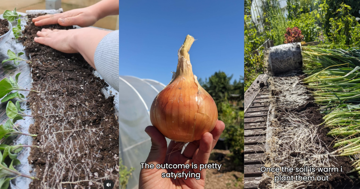 Gardeners Are Going Wild for the Seeding ‘Snail’ Method