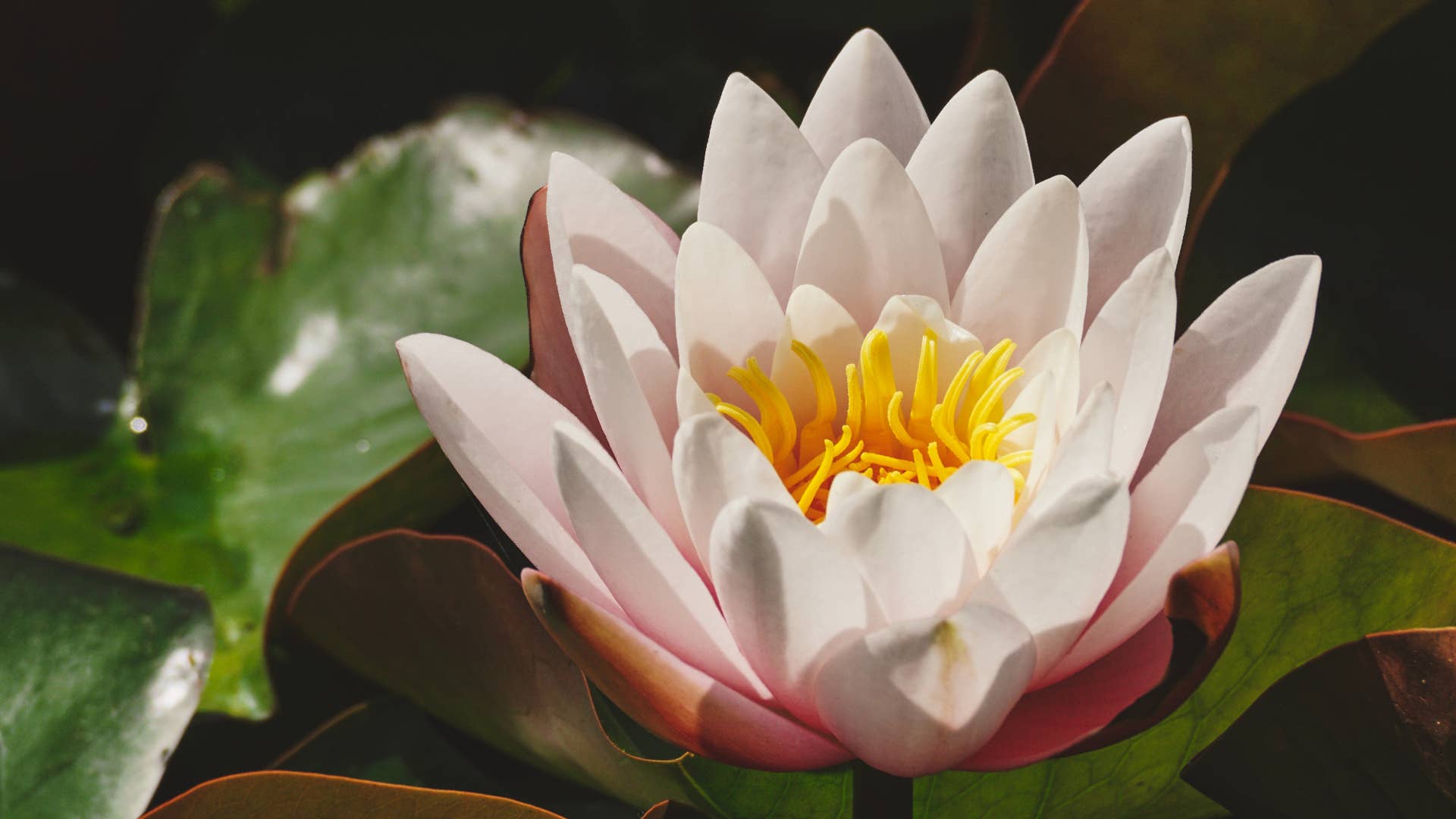 How to Grow Aquatic Flowers in Your Pond or Water Garden - Dengarden