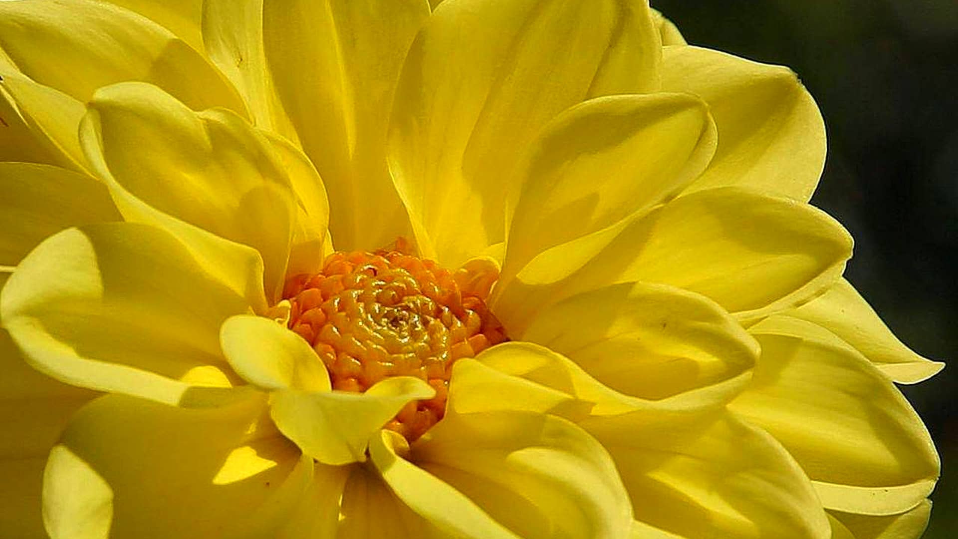 24 Types of Yellow Flowers With Names and Tips for Care - Dengarden