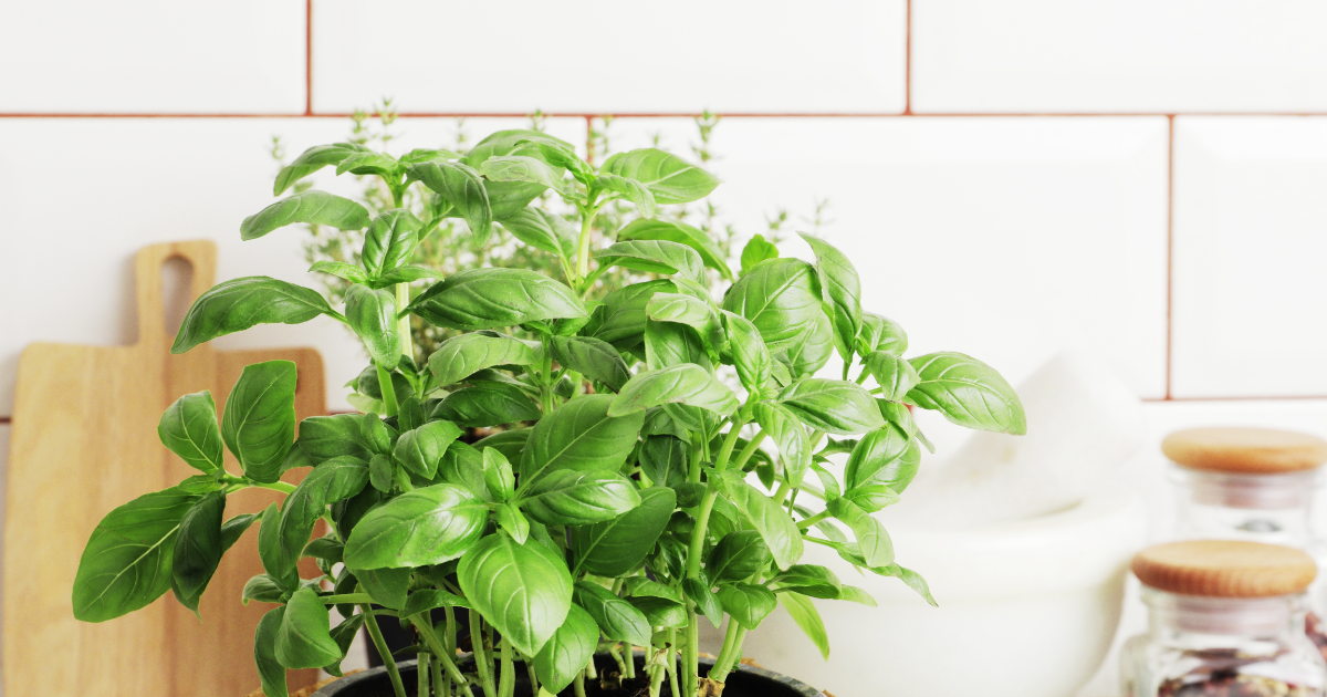 If You Buy Grocery Store Basil in a Pot, Here’s What to Do With It to ...