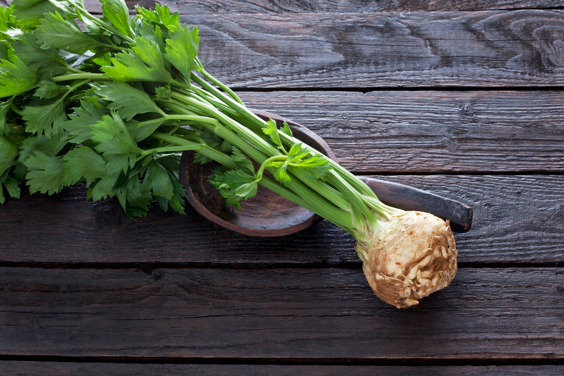 How To Grow And Care For Celeriac, Also Known as Celery Root - Dengarden