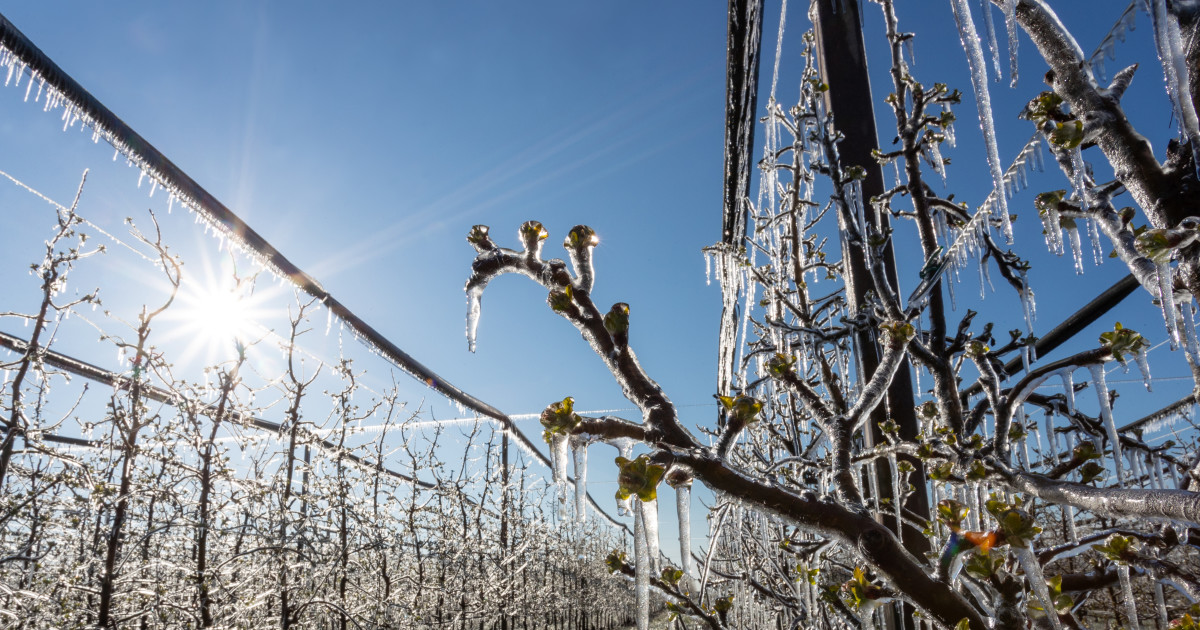 Gardener Explains Why You Should Not Cut Back Frost Damaged Limbs and ...