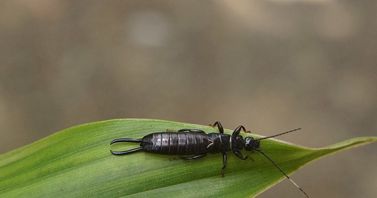 Do Earwigs Bite? Here's the Official Answer - Dengarden