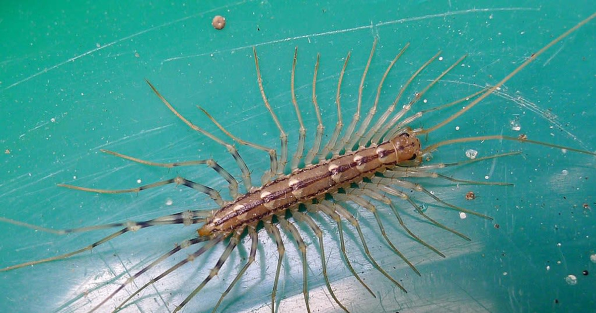 Do Centipedes Bite? Here's What You Need to Know - Dengarden