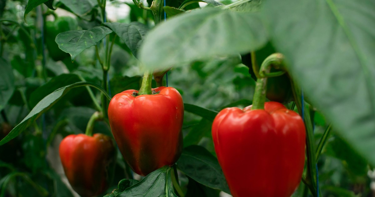 This Gardener's Recycling Hack Is Perfect for Growing Peppers at Home ...