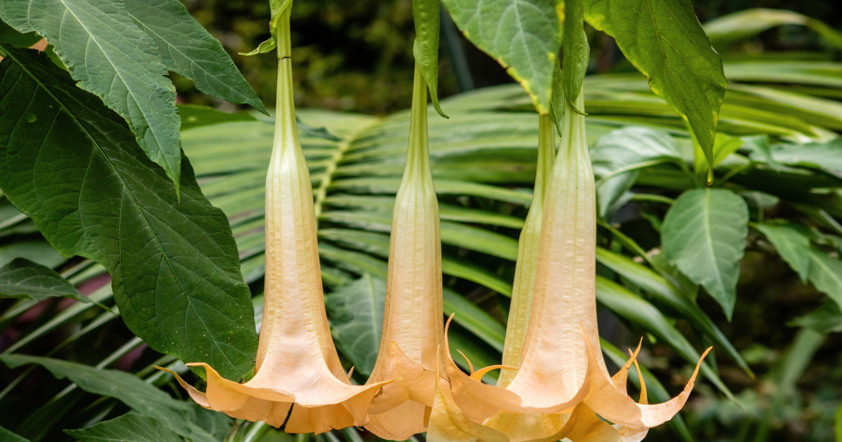 10 Flowers that Bloom at Night - Dengarden