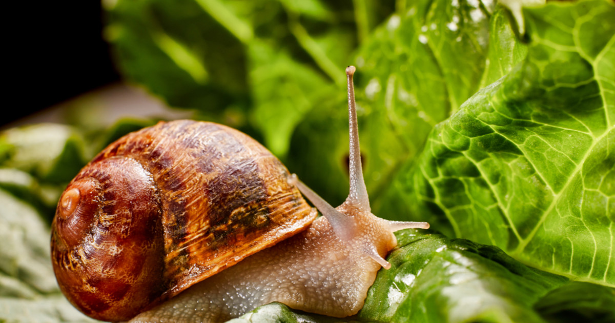 Gardener Reveals Natural and Easy Way To Keep Snails Away - Dengarden