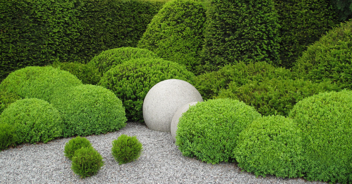 How To Care For Boxwoods