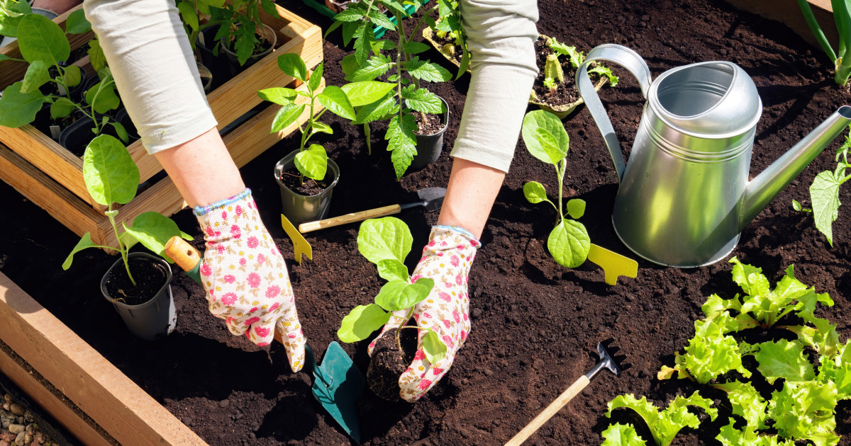 What Is Solarization and How It Can Help Your Garden - Dengarden