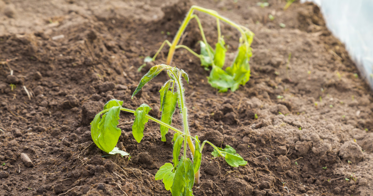 Is Your Soil Ruining Your Garden? Here's How to Tell - Dengarden