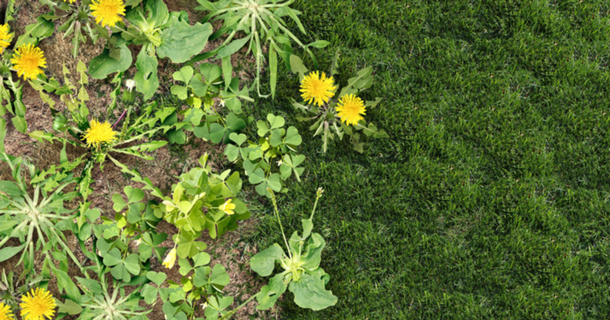 7 Ways to Get Rid of Dandelions Before they Take over Your Yard - Dengarden