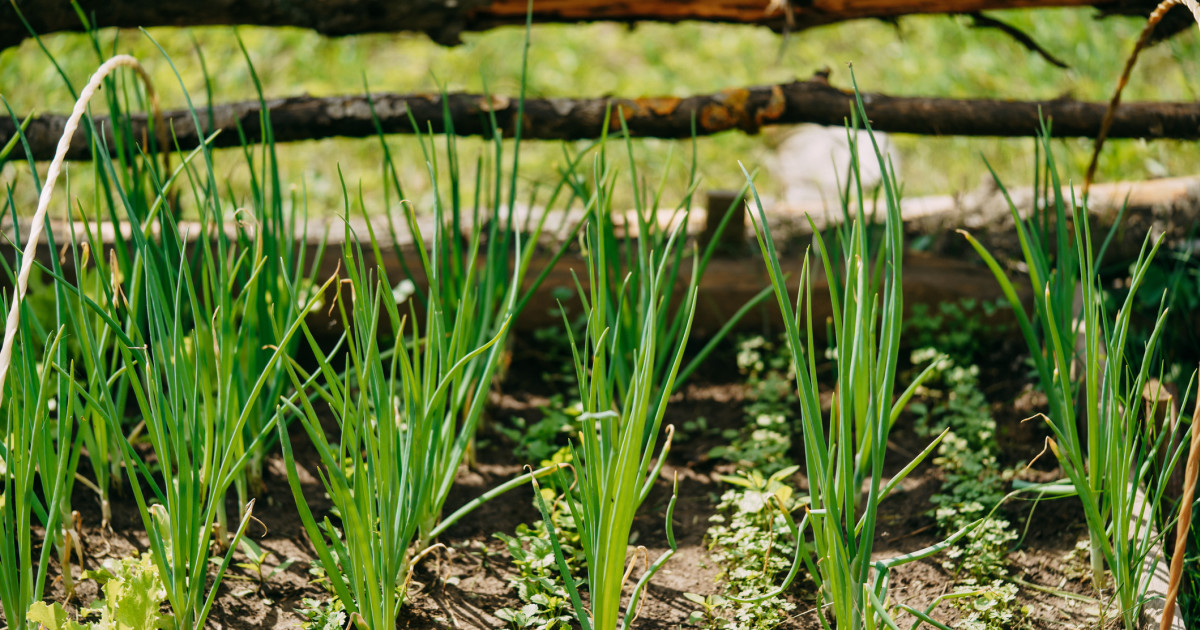 How to Grow and Care for Scallions - Dengarden